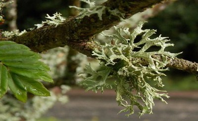 Published the Guidelines for use of lichens as bioindicators — English