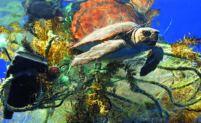 What is the impact of plastics on sea turtles? — English