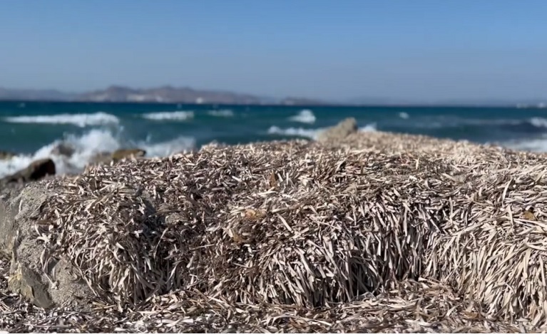 Documentary "The Roots of the Sea". Innovation and good practices to ...