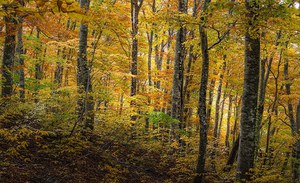 International Day of Forests 2024 — English