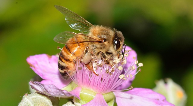 ISPRA and pollinators in "La Fuori Festival" - Science and Arts ...