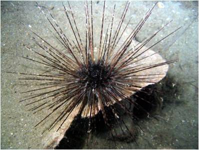 Centrostephanus_longispinus.jpg — ISPRA Istituto Superiore per la ...