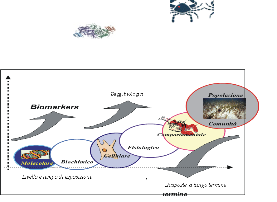 biomarker1.png — ISPRA Istituto Superiore per la Protezione e la ...