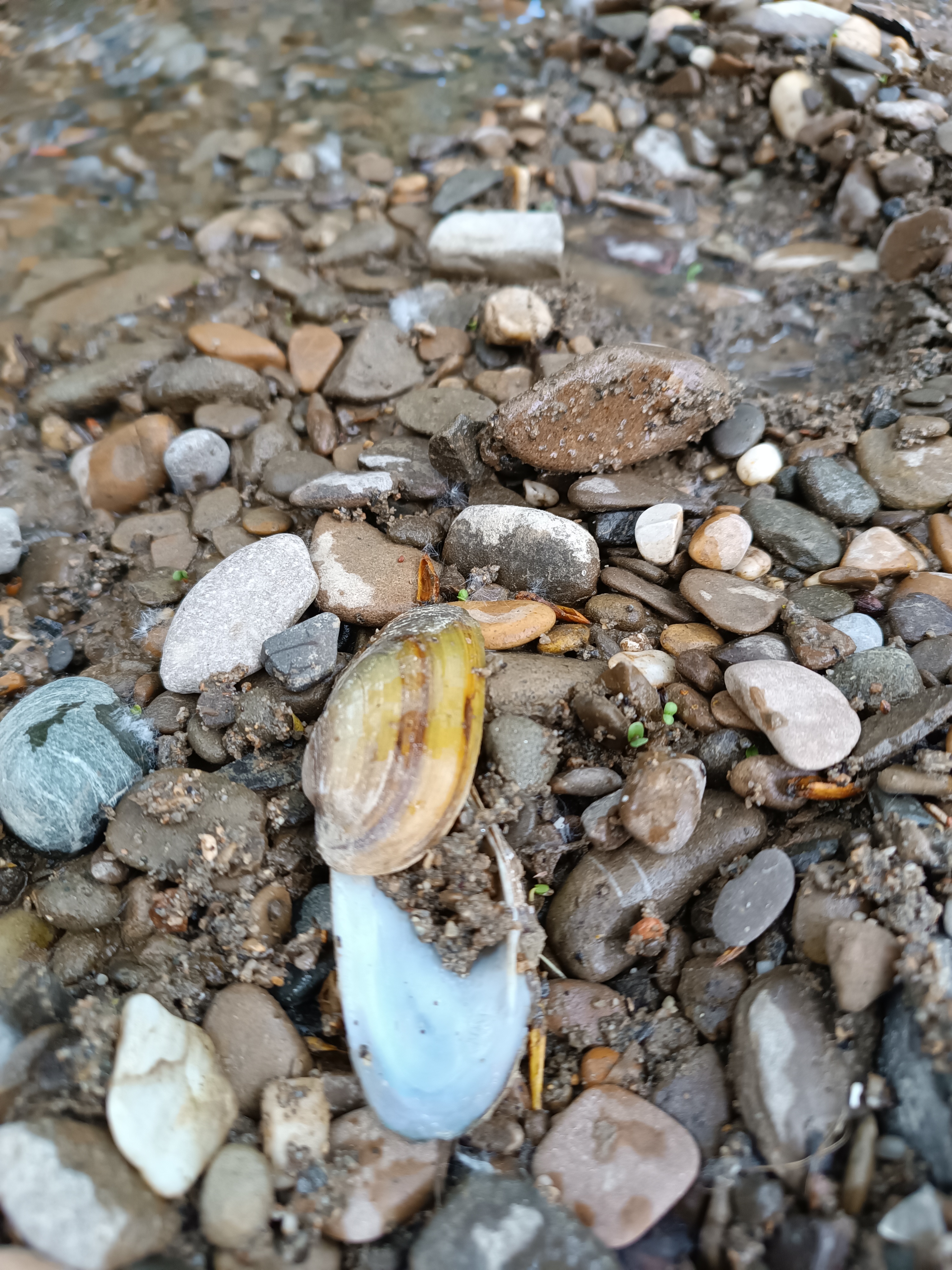 #teveremolluschifantastici…e dove trovarli — Italiano